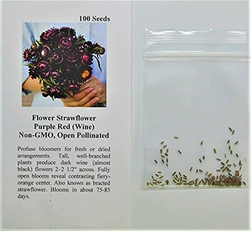 David's Garden Seeds Flower Strawflower Purple Red 5461 (Wine) 50 Non-GMO, Heirloom Seeds