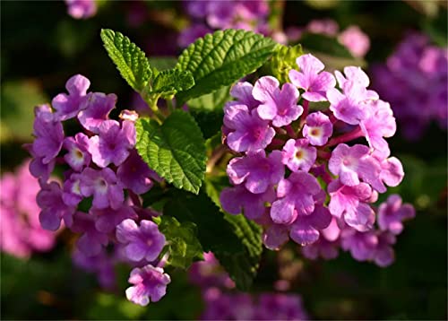 Mixed Colors 100Pcs Lantana Camara Seeds Garden Ornamental Flower Plant Seeds