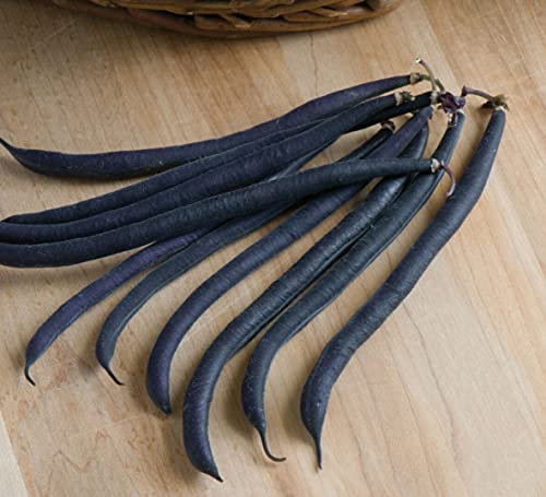 David's Garden Seeds Bean Bush Velour (Purple) 100 Non-GMO, Open Pollinated Seeds