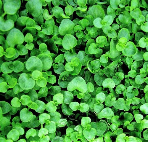 CHUXAY GARDEN Mentha Requienii-Corsican Mint 20 Seeds Overseed Seed New Lawn Existing Lawn Grows in Just Weeks Herb Plant