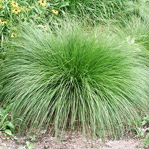 YEGAOL Garden 200Pcs Prairie Dropseed Seeds Sporobolus Heterolepis Seeds Ornamental Long-Lived Drought Tolerant Perennial Grass Low Maintenance Grass Seeds Home Garden Plant