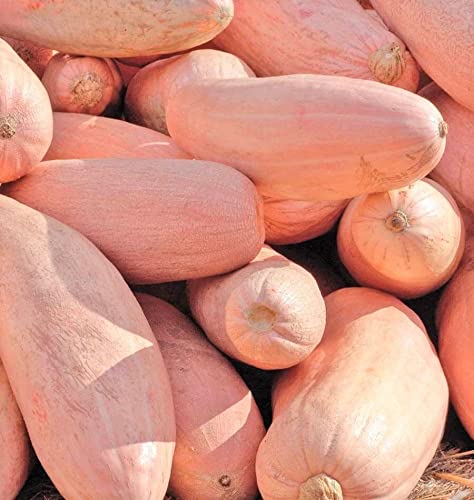 TomorrowSeeds - Jumbo Pink Banana Squash Seeds - 40+ Count Packet - Georgia Candy Roaster Big Sweet Butternut Pumpkin Winter Garden