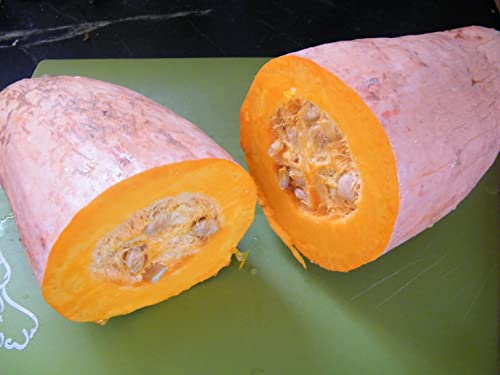 TomorrowSeeds - Jumbo Pink Banana Squash Seeds - 40+ Count Packet - Georgia Candy Roaster Big Sweet Butternut Pumpkin Winter Garden