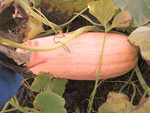 TomorrowSeeds - Jumbo Pink Banana Squash Seeds - 40+ Count Packet - Georgia Candy Roaster Big Sweet Butternut Pumpkin Winter Garden