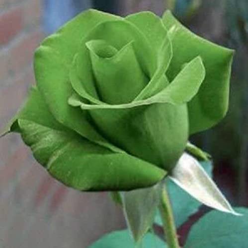 CHUXAY GARDEN Green Rose Seeds 100 Seeds Rare Green Lovely Flower Shrub Flowering Plant Fragrant Gardening Gifts Grows in Garden and pots