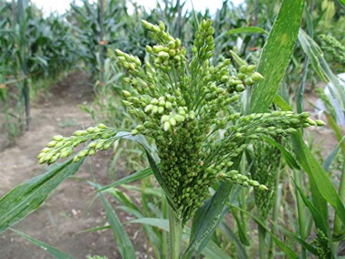 Proso Millet - Makes Great Amounts of Seeds for Birds - Beautiful in The Garden(100 - Seeds)