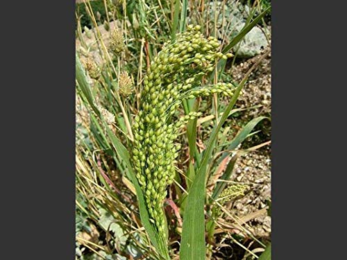 Proso Millet - Makes Great Amounts of Seeds for Birds - Beautiful in The Garden(100 - Seeds)