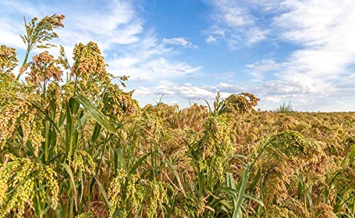 Proso Millet - Makes Great Amounts of Seeds for Birds - Beautiful in The Garden(100 - Seeds)