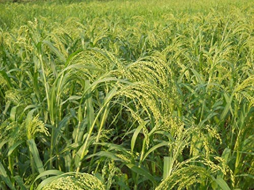 Proso Millet - Makes Great Amounts of Seeds for Birds - Beautiful in The Garden(100 - Seeds)