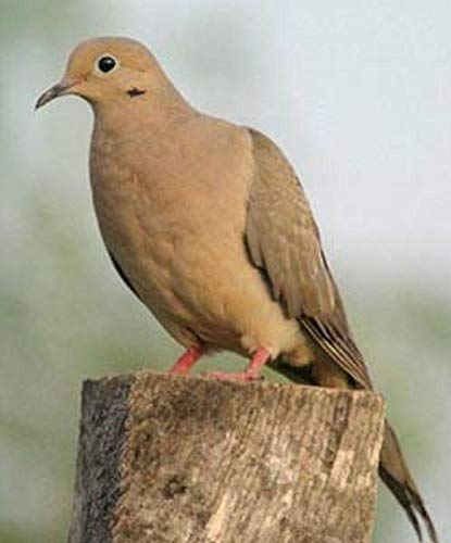 Proso Millet - Makes Great Amounts of Seeds for Birds - Beautiful in The Garden(100 - Seeds)