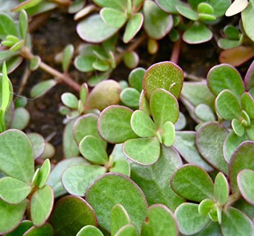 2500+ Purslane Seeds Green Fresh Garden Seeds for Planting