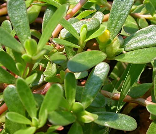 2500+ Purslane Seeds Green Fresh Garden Seeds for Planting