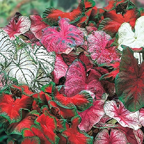 Caladium Garden Mix (6 Bulbs) Brilliant Foliage for Shaded Areas. Now Shipping !