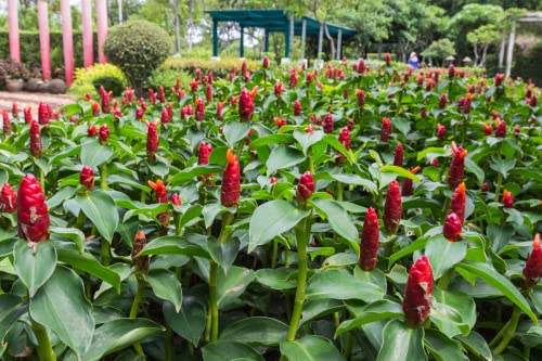 5 Zingiber Shampoo Ginger Seeds Pinecone Seeds Indoor Outdoor Ornaments Perennials Garden Growing Can Grow Well Pot