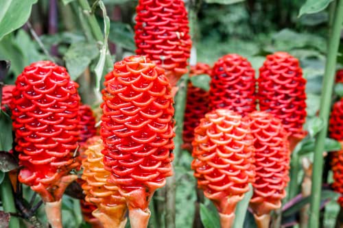 5 Zingiber Shampoo Ginger Seeds Pinecone Seeds Indoor Outdoor Ornaments Perennials Garden Growing Can Grow Well Pot