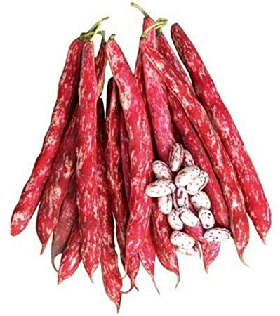 French Horticulture Bean Seeds for Planting, 50+ Heirloom Seeds Per Packet, (Isla's Garden Seeds), Non GMO Seeds, aka. Borlotti Bean, Botanical Name: Phaseolus vulgaris, Great Home Garden Gift