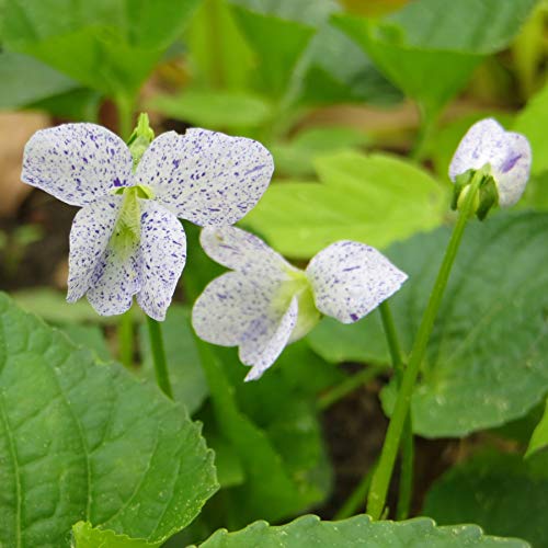 Outsidepride Viola Freckles Garden Flowers for Containers, Hanging Baskets, & Window Boxes - 50 Seeds