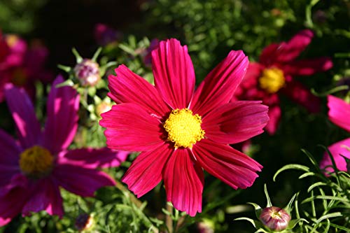 "Dwarf Red" Cosmos Flower Seeds for Planting, 100+ Heirloom Seeds Per Packet, (Isla's Garden Seeds), Non GMO Seeds, Scientific Name: Cosmos Bipinnatus, Great Home Flower Garden Gift