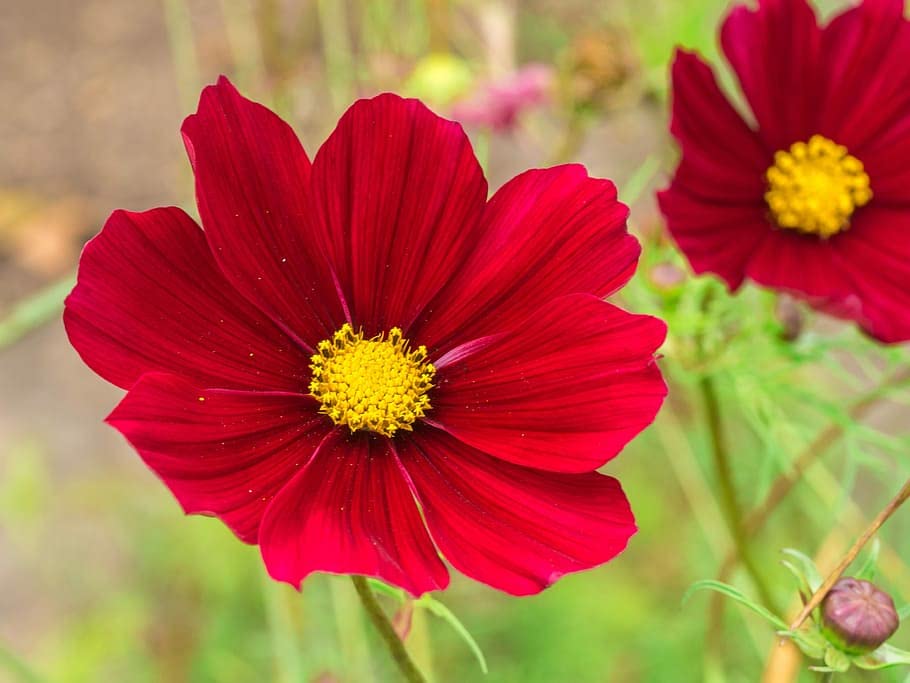 "Dwarf Red" Cosmos Flower Seeds for Planting, 100+ Heirloom Seeds Per Packet, (Isla's Garden Seeds), Non GMO Seeds, Scientific Name: Cosmos Bipinnatus, Great Home Flower Garden Gift