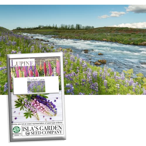 Riverbank Lupine Flower Seeds, 100+ Heirloom Seeds Per Packet, (Isla's Garden Seeds), Botanical Name: Lupinus rivularis, Non GMO Seeds