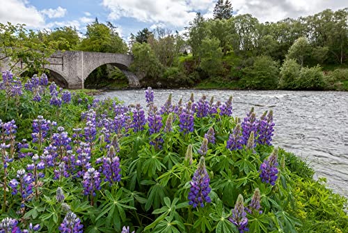 Riverbank Lupine Flower Seeds, 100+ Heirloom Seeds Per Packet, (Isla's Garden Seeds), Botanical Name: Lupinus rivularis, Non GMO Seeds