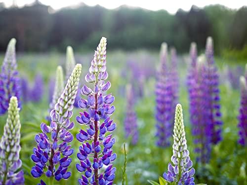 Riverbank Lupine Flower Seeds, 100+ Heirloom Seeds Per Packet, (Isla's Garden Seeds), Botanical Name: Lupinus rivularis, Non GMO Seeds