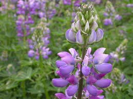 Riverbank Lupine Flower Seeds, 100+ Heirloom Seeds Per Packet, (Isla's Garden Seeds), Botanical Name: Lupinus rivularis, Non GMO Seeds