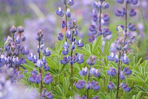Riverbank Lupine Flower Seeds, 100+ Heirloom Seeds Per Packet, (Isla's Garden Seeds), Botanical Name: Lupinus rivularis, Non GMO Seeds