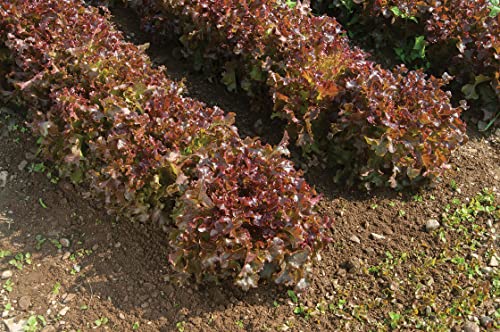 Salad Bowl Red Leaf Lettuce Seeds for Planting, 1000+ Heirloom Seeds Per Packet, (Isla's Garden Seeds), Non GMO Seeds, Botanical Name: Lactuca Sativa