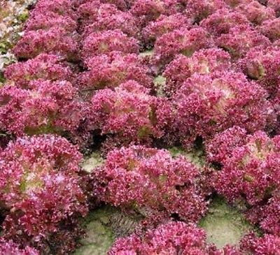 Salad Bowl Red Leaf Lettuce Seeds for Planting, 1000+ Heirloom Seeds Per Packet, (Isla's Garden Seeds), Non GMO Seeds, Botanical Name: Lactuca Sativa