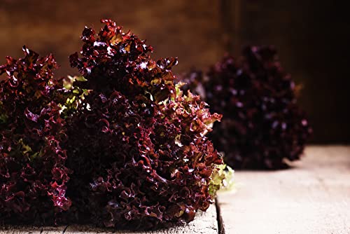 Salad Bowl Red Leaf Lettuce Seeds for Planting, 1000+ Heirloom Seeds Per Packet, (Isla's Garden Seeds), Non GMO Seeds, Botanical Name: Lactuca Sativa
