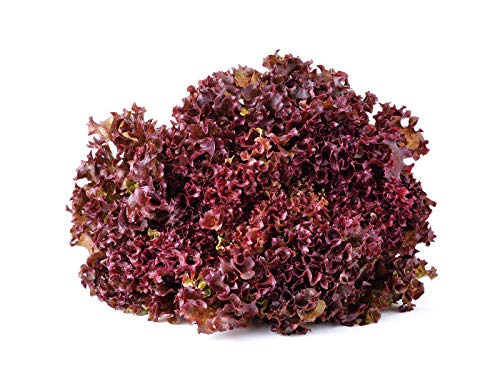 Salad Bowl Red Leaf Lettuce Seeds for Planting, 1000+ Heirloom Seeds Per Packet, (Isla's Garden Seeds), Non GMO Seeds, Botanical Name: Lactuca Sativa