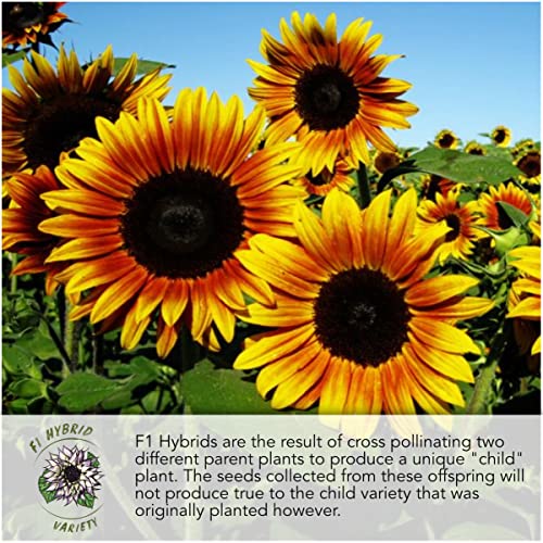 Seed Needs, Cherry Rose Sunflower Seeds for Planting (Beautiful Bi-Color Blooms Great for Cutting) Twin Pack of 50 Seeds Each - F1 Hybrid