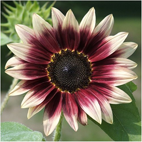 Seed Needs, Cherry Rose Sunflower Seeds for Planting (Beautiful Bi-Color Blooms Great for Cutting) Twin Pack of 50 Seeds Each - F1 Hybrid