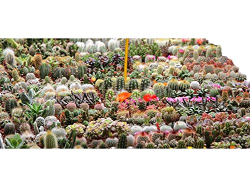 Cactus Garden Mix - Trichocereus Opuntia Saguaro, etc - B318 (800 Seeds, 1 Gram)