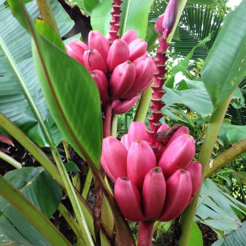 CHUXAY GARDEN 10 Seeds Musa Velutina Seed,Pink Banana,Hairy Banana, Pink Fruiting Banana, Musa Dasycarpa Evergreen Perennial Plant Showy Display