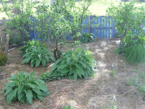 Live Organic Comfrey Plant - Established and Rooted Plants - Bocking 14 Cultivar - comphrey - knitbone - by Yumheart Gardens