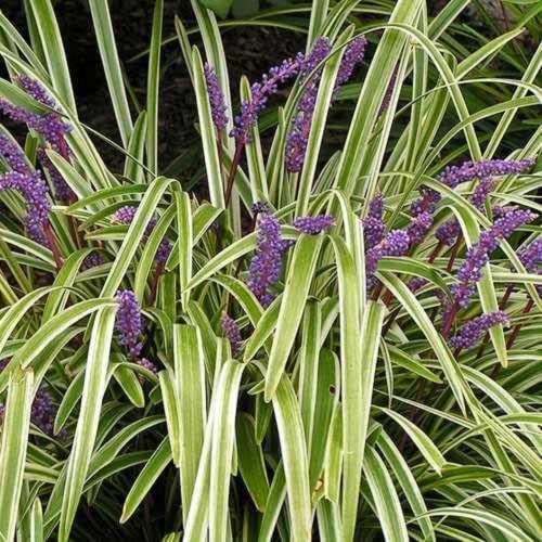 CHUXAY GARDEN 10 Seeds Liriope Muscari Seeds,Blue Lily Turf,Monkey Grass, Liriope Platyphylla,Ophiopogon Graminifolius Seed New Lawn Landscaping Rocks Ground Cover Easy Grow
