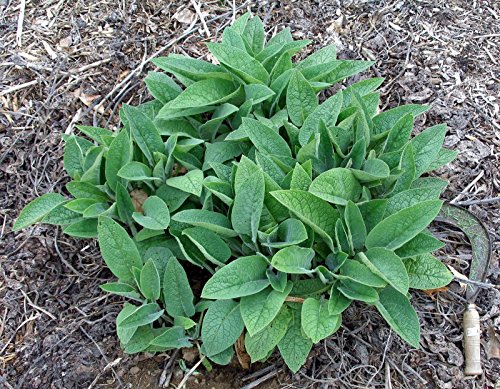 Live Organic Comfrey Plant - Established and Rooted Plants - Bocking 14 Cultivar - comphrey - knitbone - by Yumheart Gardens