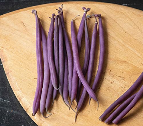 David's Garden Seeds Bean Bush Celine FBA-00064 (Purple) 100 Non-GMO, Open Pollinated Seeds