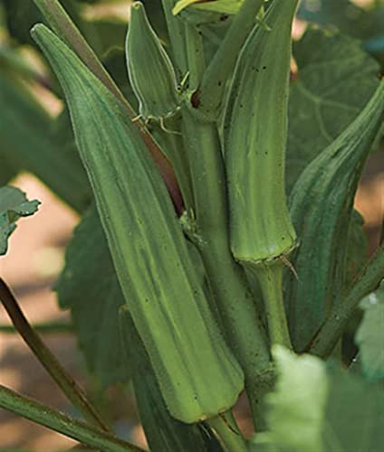 175 Clemson Spineless Okra Seeds for Planting. Non GMO 10 Grams of Seeds Garden Vegetable Bulk Survival