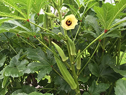 175 Clemson Spineless Okra Seeds for Planting. Non GMO 10 Grams of Seeds Garden Vegetable Bulk Survival
