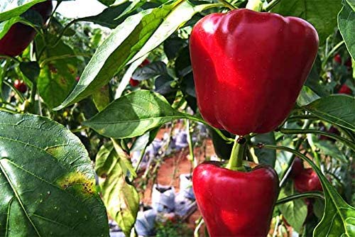 Big Red Bell Pepper Seeds for Planting, 50+ Heirloom Seeds Per Packet, (Isla's Garden Seeds), Non GMO Seeds, Botanical Name: Capsicum annuum, Great Home Garden Gift