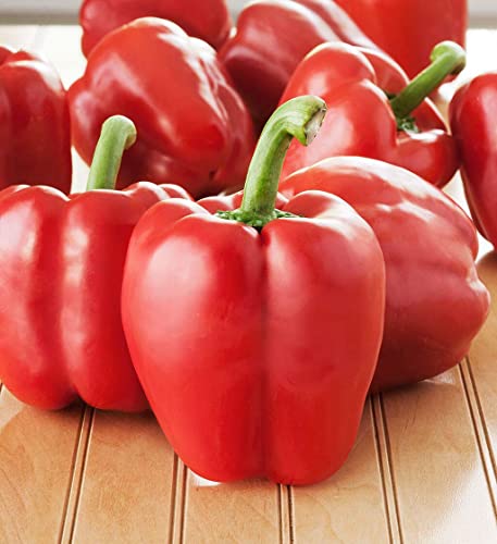 Big Red Bell Pepper Seeds for Planting, 50+ Heirloom Seeds Per Packet, (Isla's Garden Seeds), Non GMO Seeds, Botanical Name: Capsicum annuum, Great Home Garden Gift