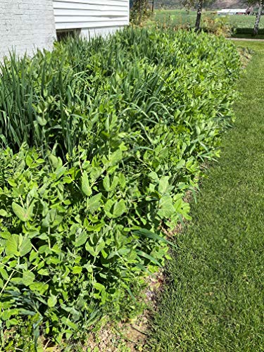 Cover Crop Seed Blend by Eretz (5lb) - Choose Size! Willamette Valley, Oregon Grown, Non-GMO, No Fillers, No Weed Seeds.