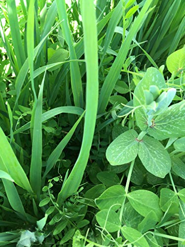 Cover Crop Seed Blend by Eretz (5lb) - Choose Size! Willamette Valley, Oregon Grown, Non-GMO, No Fillers, No Weed Seeds.