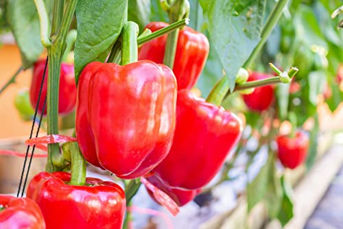 Big Red Bell Pepper Seeds for Planting, 50+ Heirloom Seeds Per Packet, (Isla's Garden Seeds), Non GMO Seeds, Botanical Name: Capsicum annuum, Great Home Garden Gift