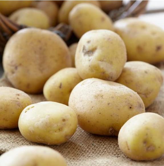 Yukon Gold Seed Potato, Yukon Gold Seed Potatoes, 5 lbs Planting Ornaments Garden Perennials Simple to Grow Pots Gift