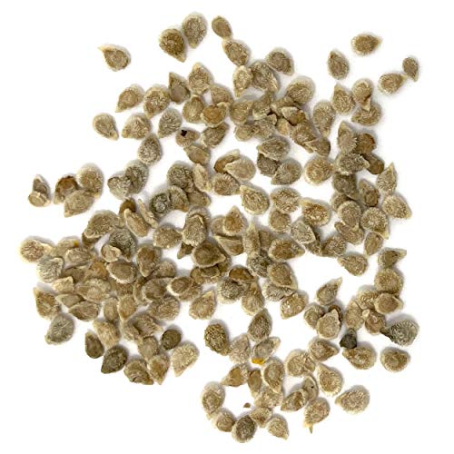 The Old Farmer's Almanac Heirloom Tomato Seeds (Large Red Cherry) - Approx 80 Seeds - Non-GMO, Open Pollinated