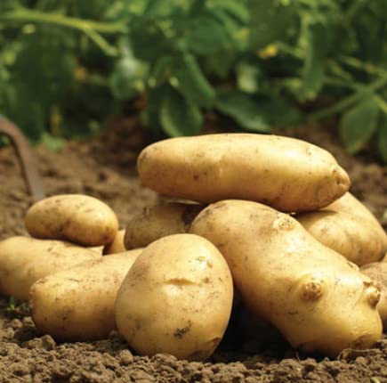 Yukon Gold Seed Potato, Yukon Gold Seed Potatoes, 5 lbs Planting Ornaments Garden Perennials Simple to Grow Pots Gift